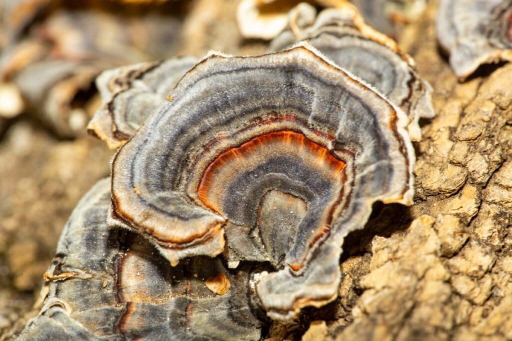 Trametes Versicolor: The Colorful Turkey Tail Mushroom - Mushroom ...