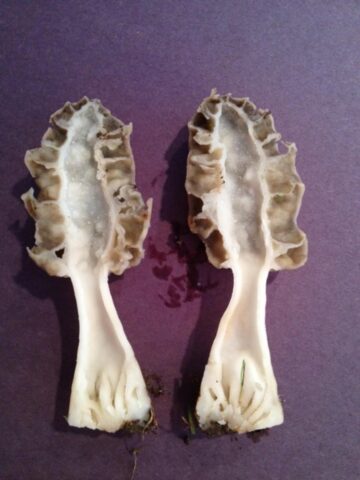 The 18 Morel Mushroom Species of the United States - Mushroom Appreciation