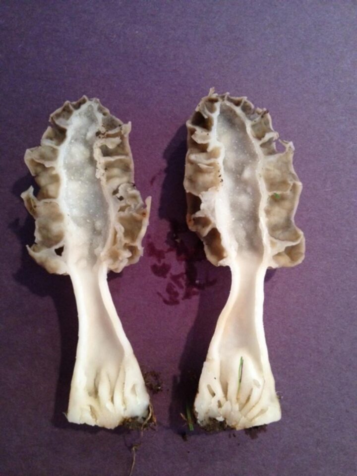 The 18 Morel Mushroom Species of the United States - Mushroom Appreciation