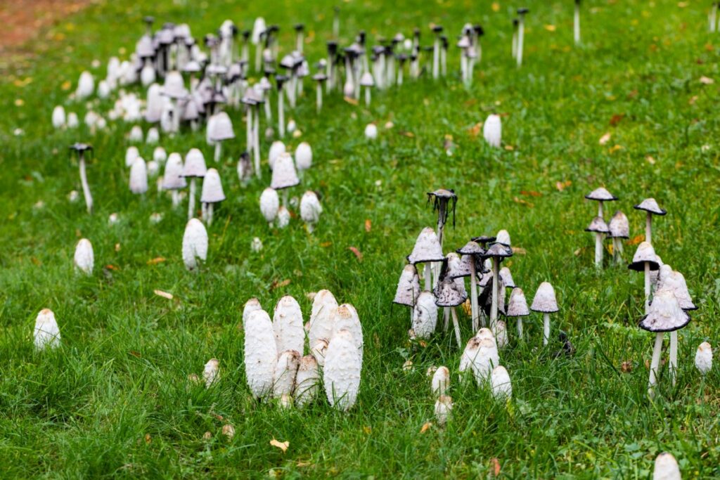 All About Shaggy Mane Coprinus Comatus Mushroom Mushroom Appreciation