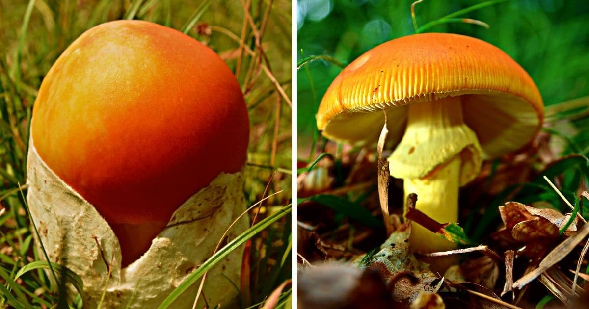 Caesar Mushrooms Foraging and Lookalikes (US Edition) - Mushroom ...