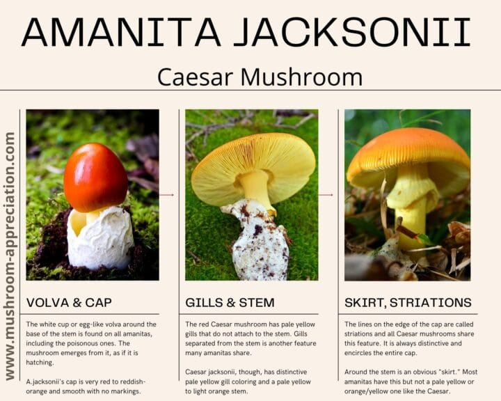 Caesar Mushrooms Foraging and Lookalikes (US Edition) - Mushroom ...