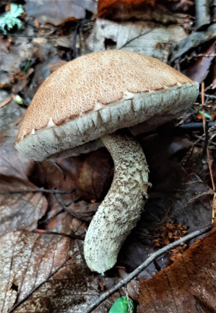 Mushroom Identification Pictures and Examples - Mushroom Appreciation