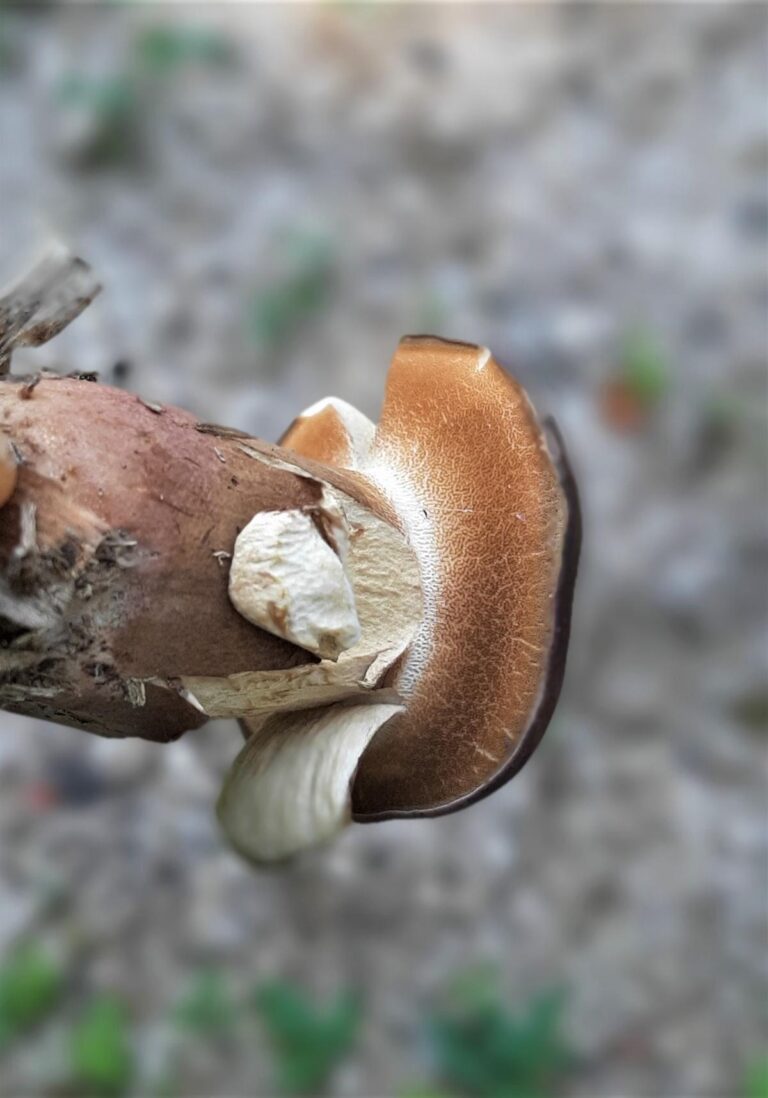 Identifying Wild Mushrooms: Caps and Stipes - Mushroom Appreciation