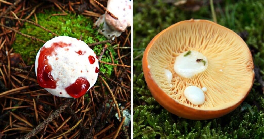 Identifying Mushrooms Through Bruising and Bleeding - Mushroom Appreciation
