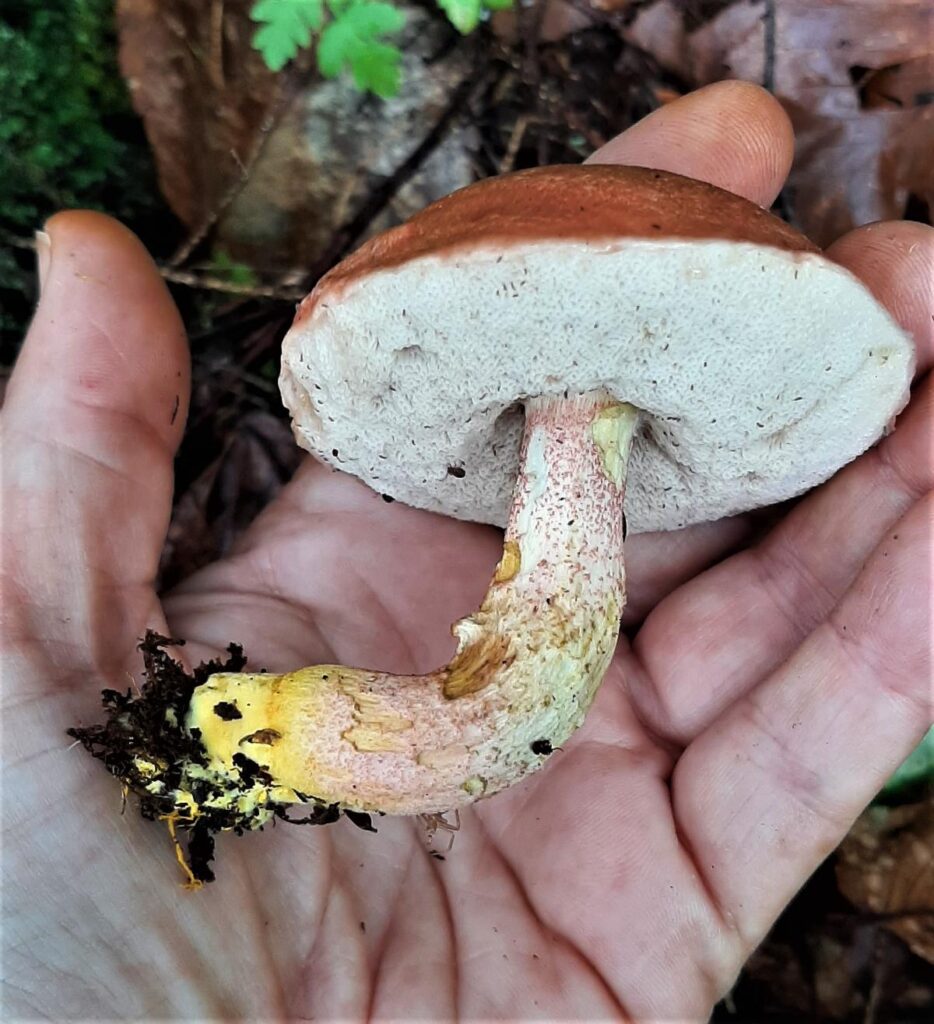 All About Boletes: An Introduction To Bolete Foraging and ...
