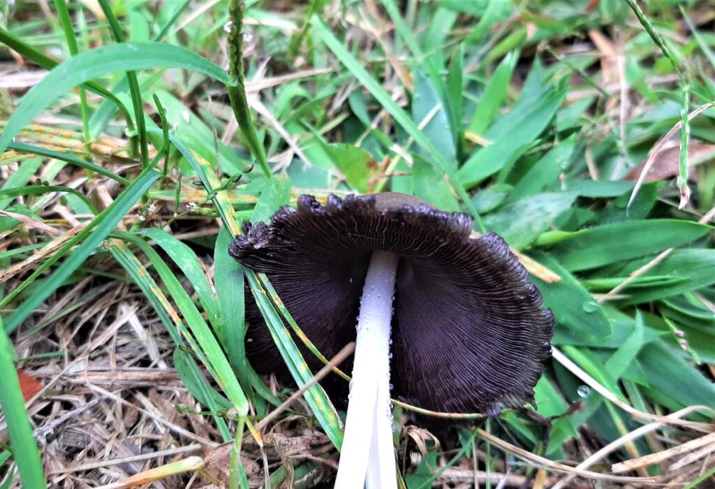 Identifying Wild Mushrooms: Caps and Stipes - Mushroom Appreciation