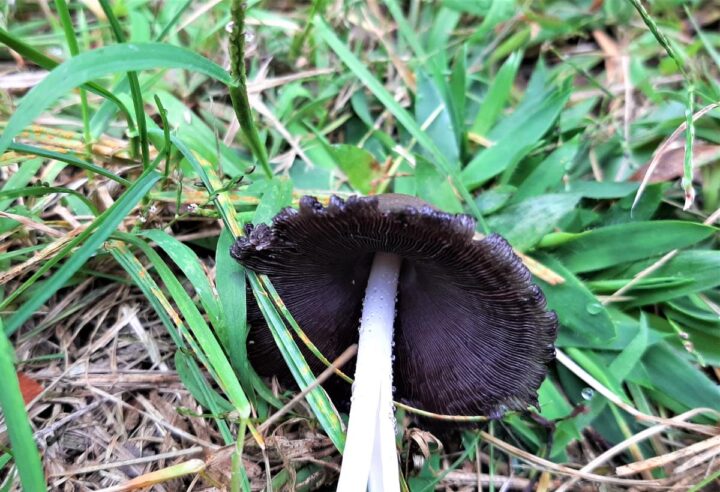 Identifying Wild Mushrooms: Caps and Stipes - Mushroom Appreciation