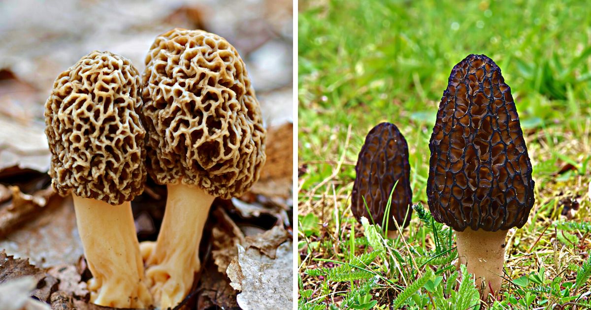 The 18 Morel Mushroom Species of the United States - Mushroom Appreciation