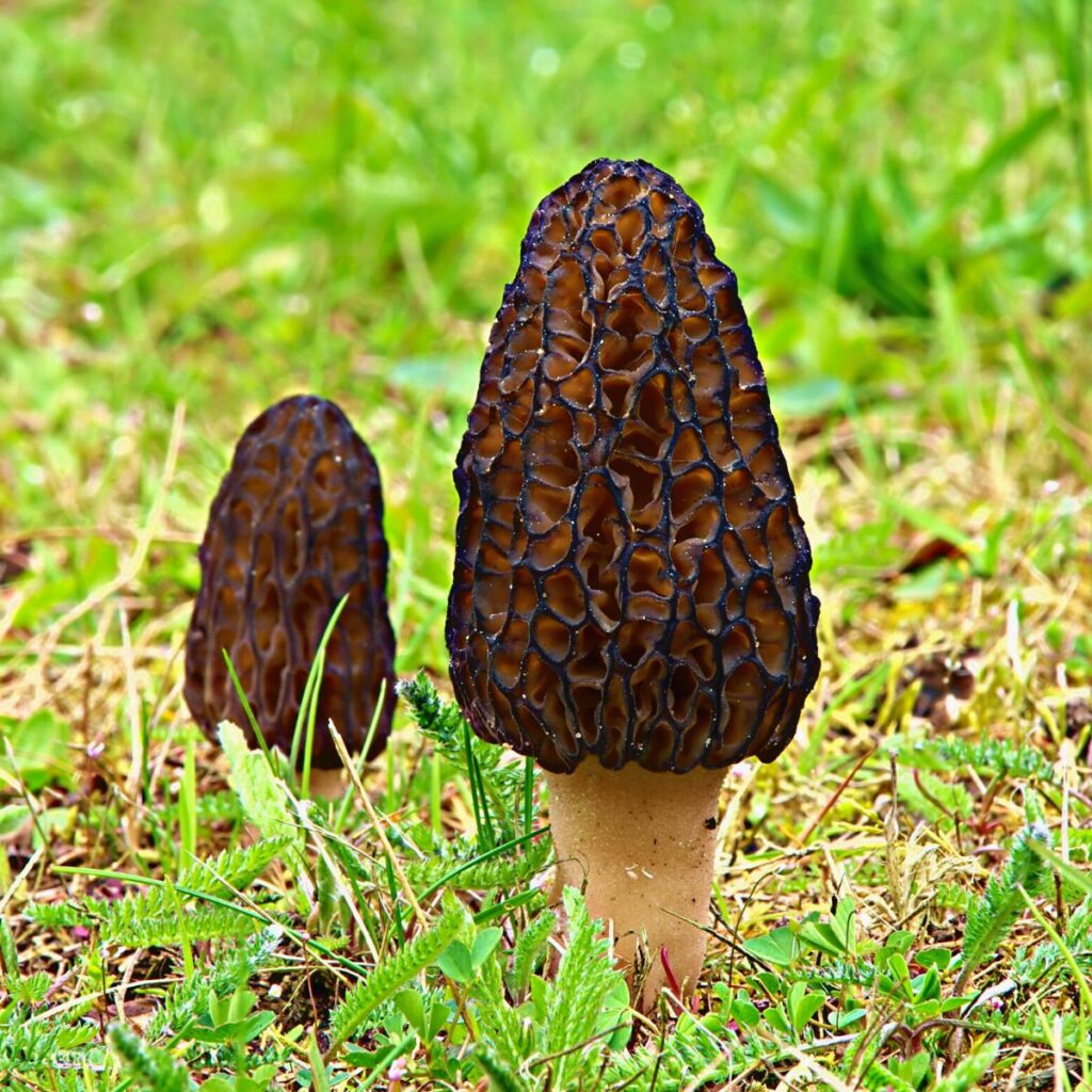 Common Conecap Mushroom: Identification and Lookalikes - Mushroom ...