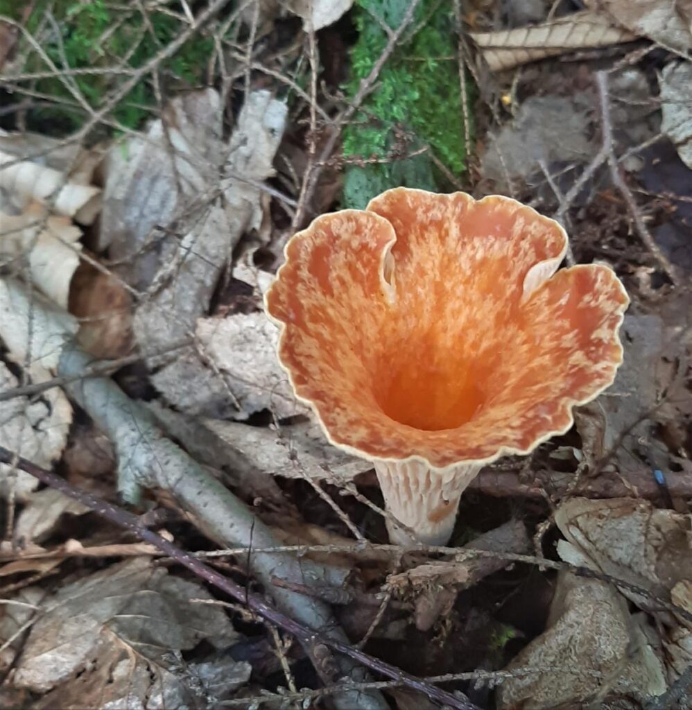 Identifying Wild Mushrooms: Caps and Stipes - Mushroom Appreciation