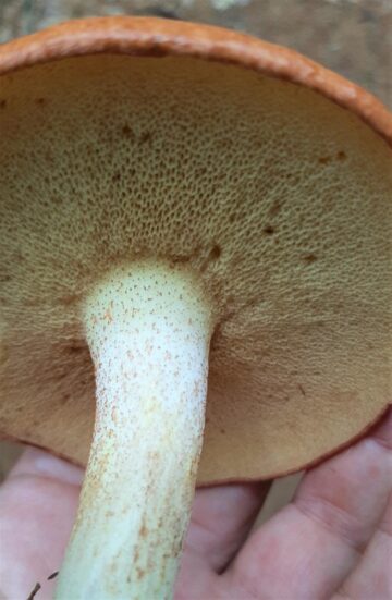 Identify Mushrooms: Learn About Gills, Pores, and Teeth - Mushroom ...