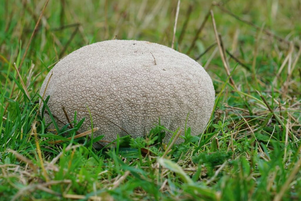 Little Puffball Mushrooms: Identification, Foraging, and Lookalikes ...