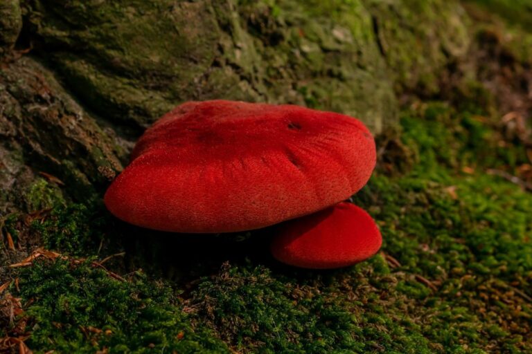 Beefsteak Mushroom: Identification and Foraging The Meaty Fungus ...