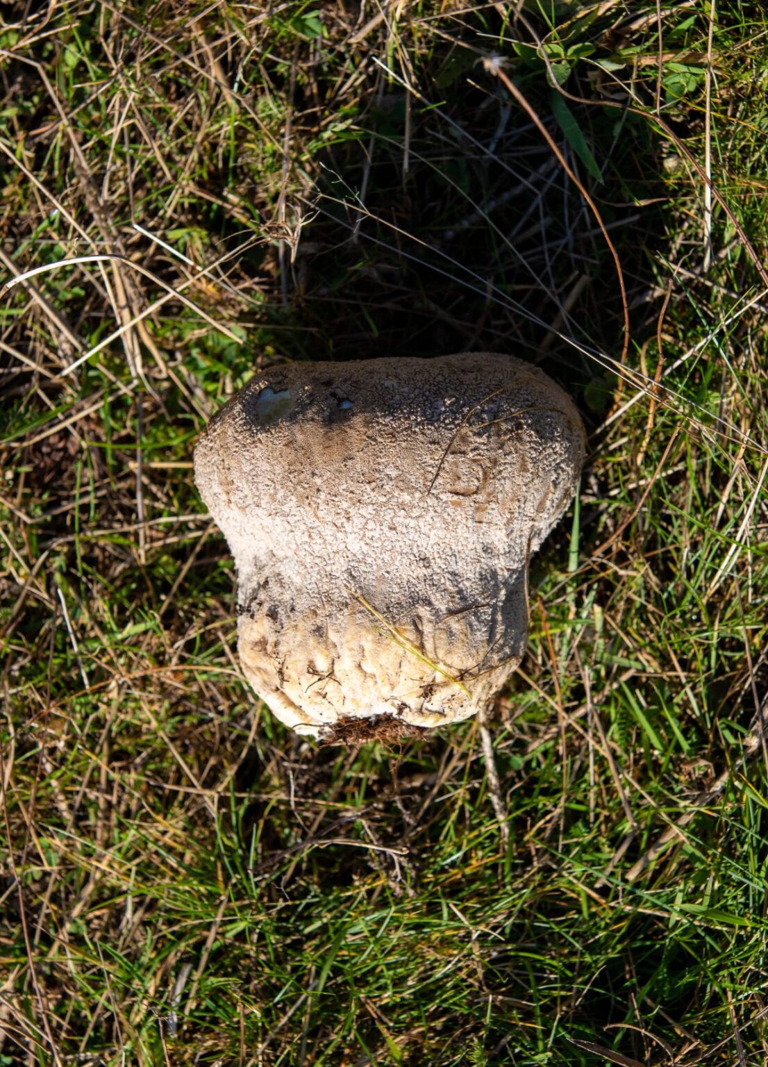 Dead Man's Foot Fungus: Identification Guide and Lookalikes - Mushroom ...