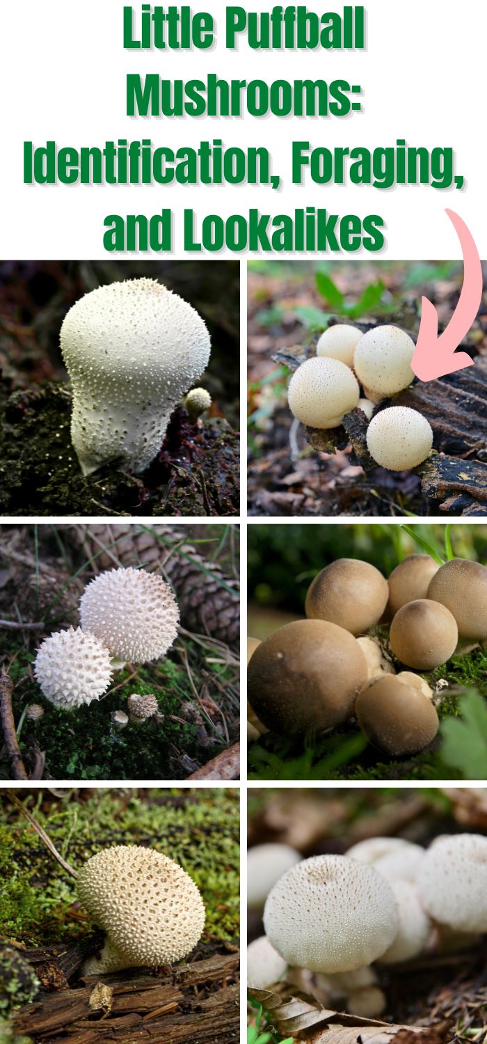 Little Puffball Mushrooms: Identification, Foraging, and Lookalikes ...