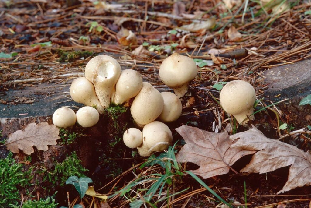 Little Puffball Mushrooms: Identification, Foraging, and Lookalikes ...
