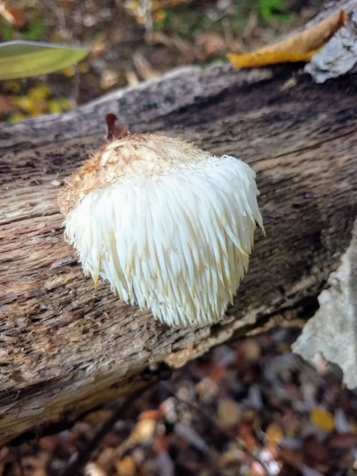 The Northern Tooth: An In-depth Identification Guide - Mushroom ...