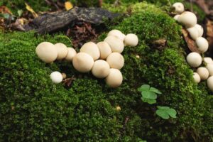 Little Puffball Mushrooms: Identification, Foraging, and Lookalikes ...