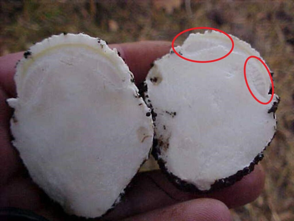 North American Amanitas: A Detailed Identification Guide - Mushroom ...