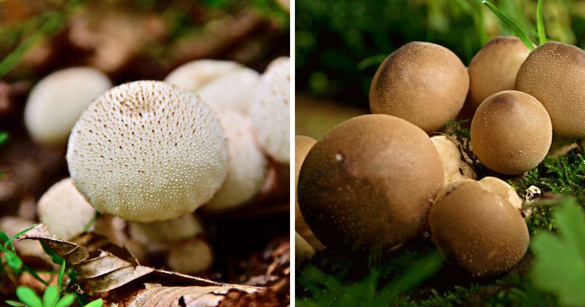 Little Puffball Mushrooms: Identification, Foraging, and Lookalikes ...