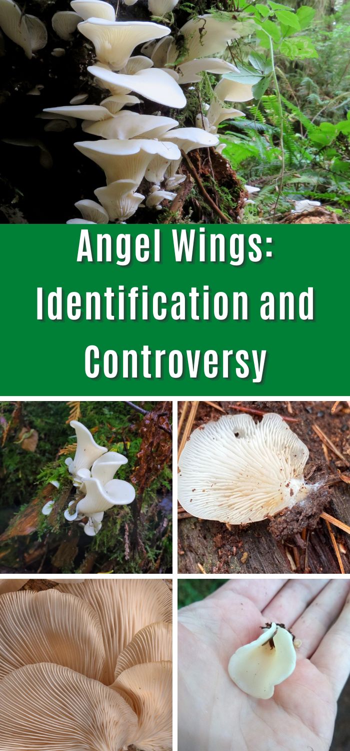 Angel Wings: Identification and Controversy - Mushroom Appreciation