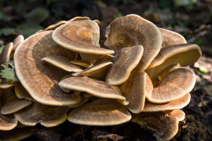 The Maitake Mushroom: Identification, Foraging, Lookalikes - Mushroom ...