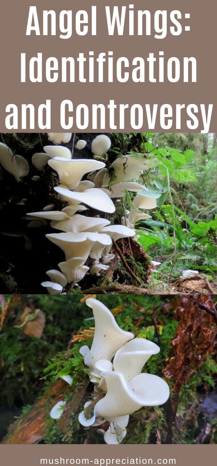 Angel Wings: Identification and Controversy - Mushroom Appreciation