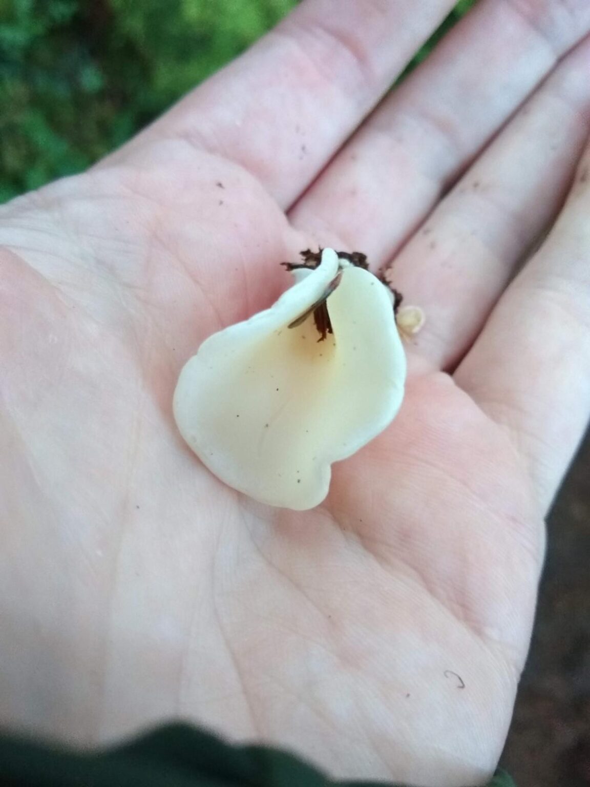 Angel Wings: Identification and Controversy - Mushroom Appreciation