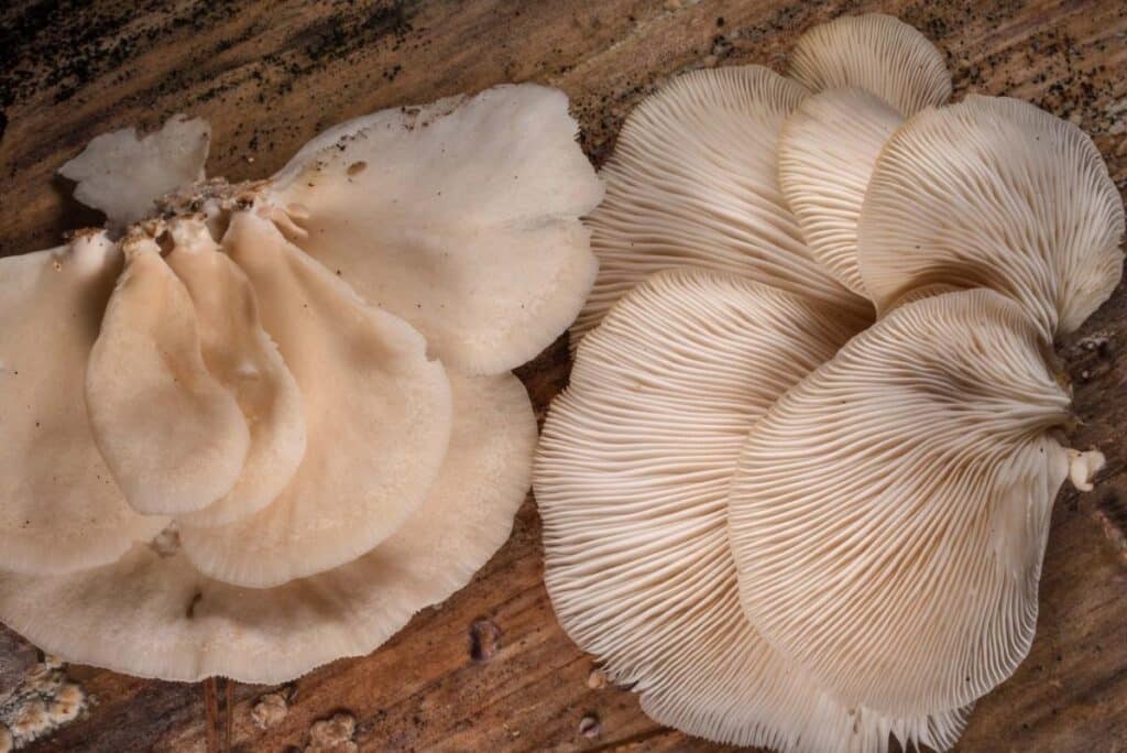 Angel Wings: Identification and Controversy - Mushroom Appreciation