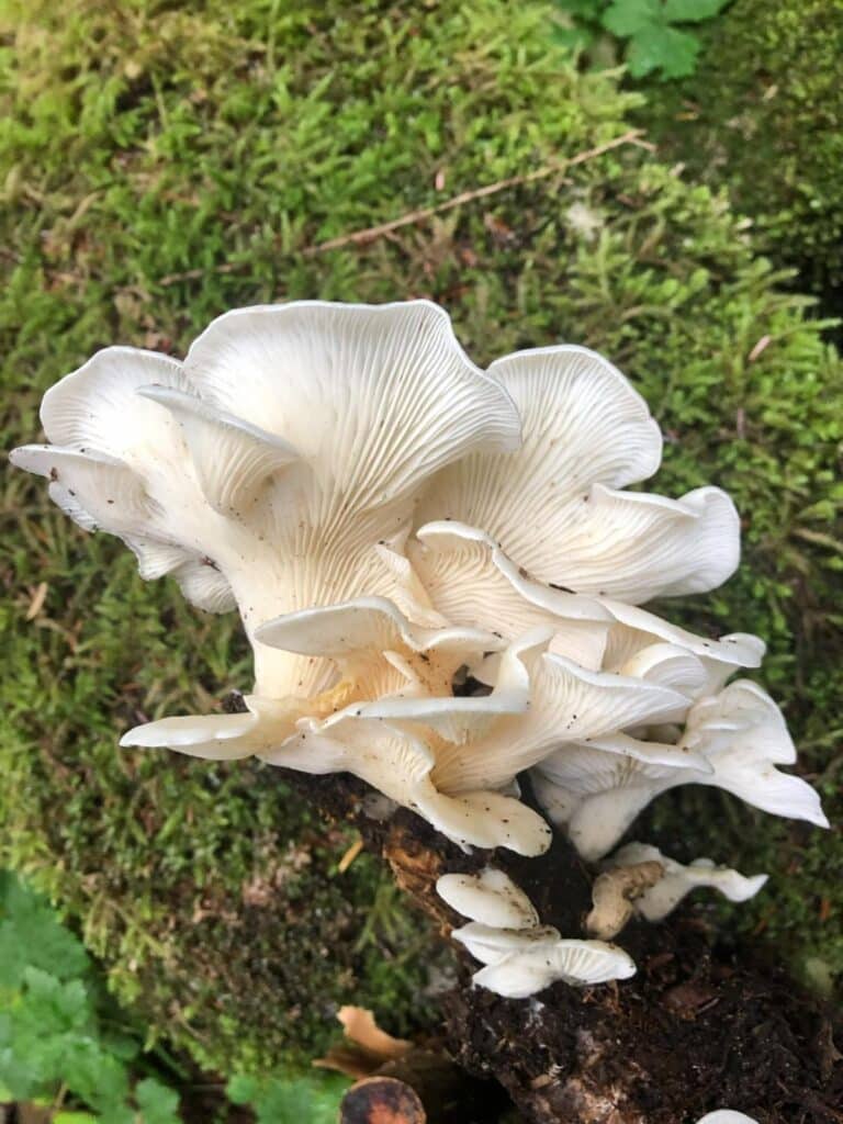 Angel Wings: Identification and Controversy - Mushroom Appreciation