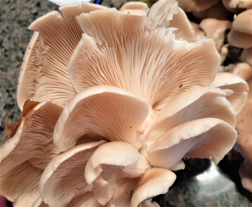 How to Clean and Cook Oyster Mushrooms: Complete Oyster Mushroom ...