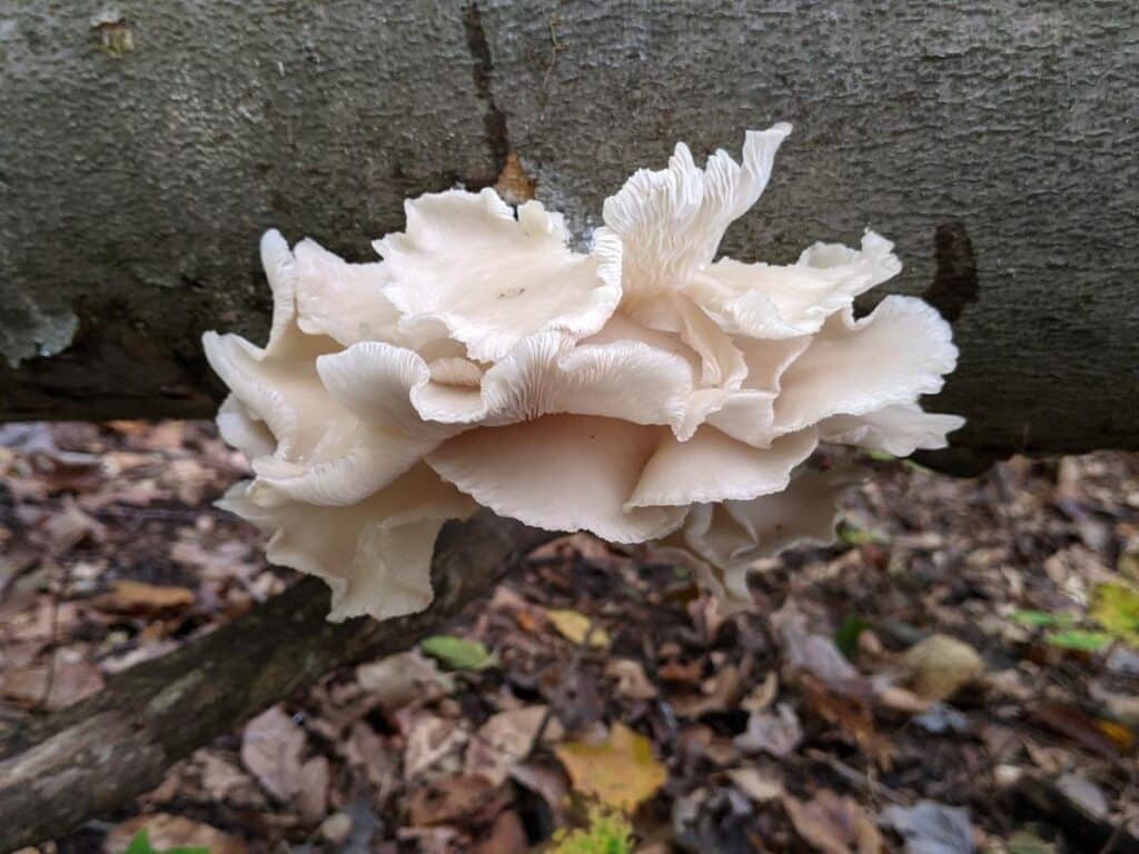 Phoenix Oyster Mushrooms: Identification and Foraging - Mushroom ...