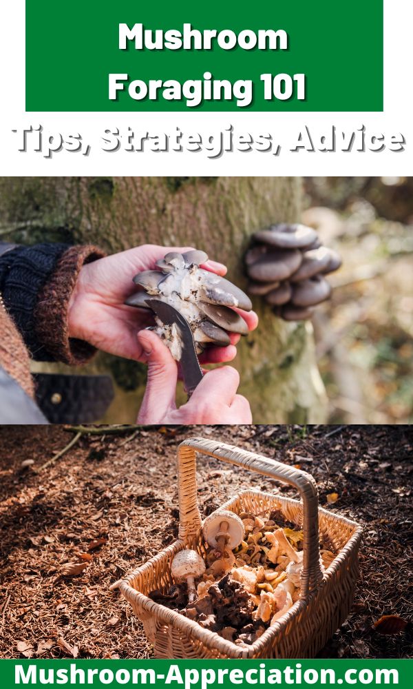 Mushroom Foraging 101 - Mushroom Appreciation