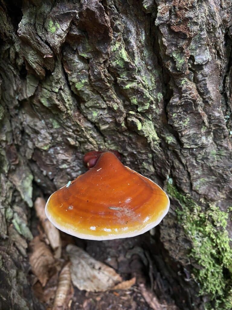 Reishi Mushroom Identification, Species, and Foraging - Mushroom ...