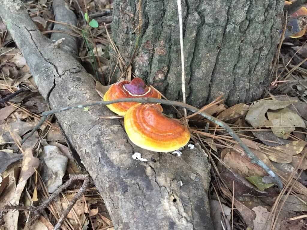 Reishi Mushroom Identification, Species, and Foraging - Mushroom ...