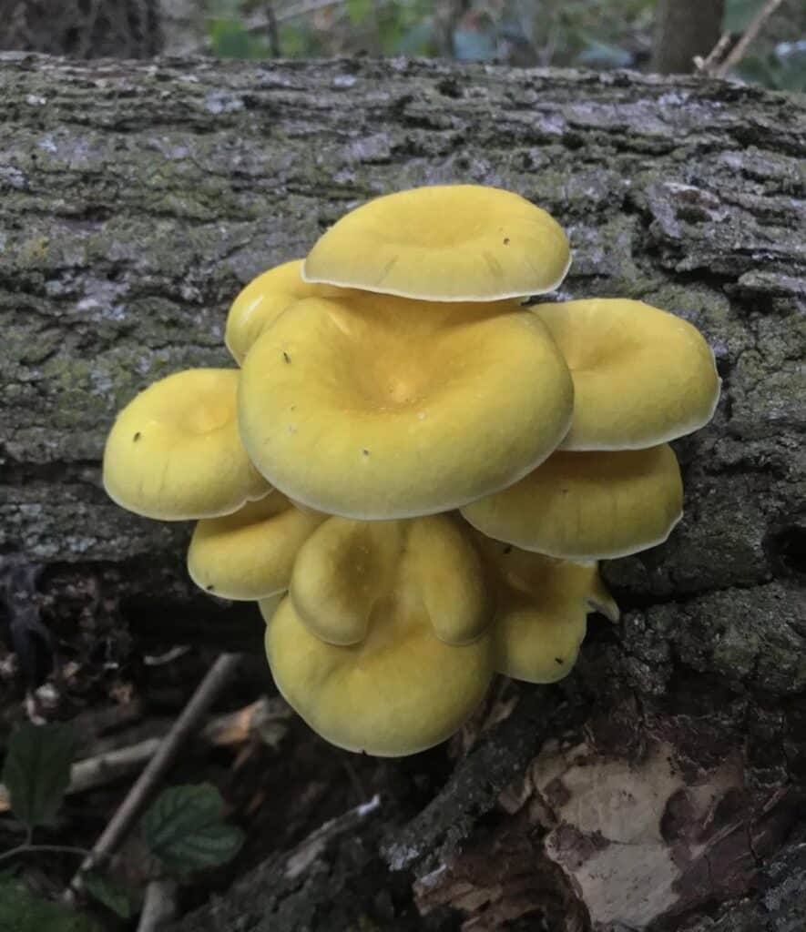 Yellow Oyster Mushrooms: Identification, Foraging, and Cooking ...