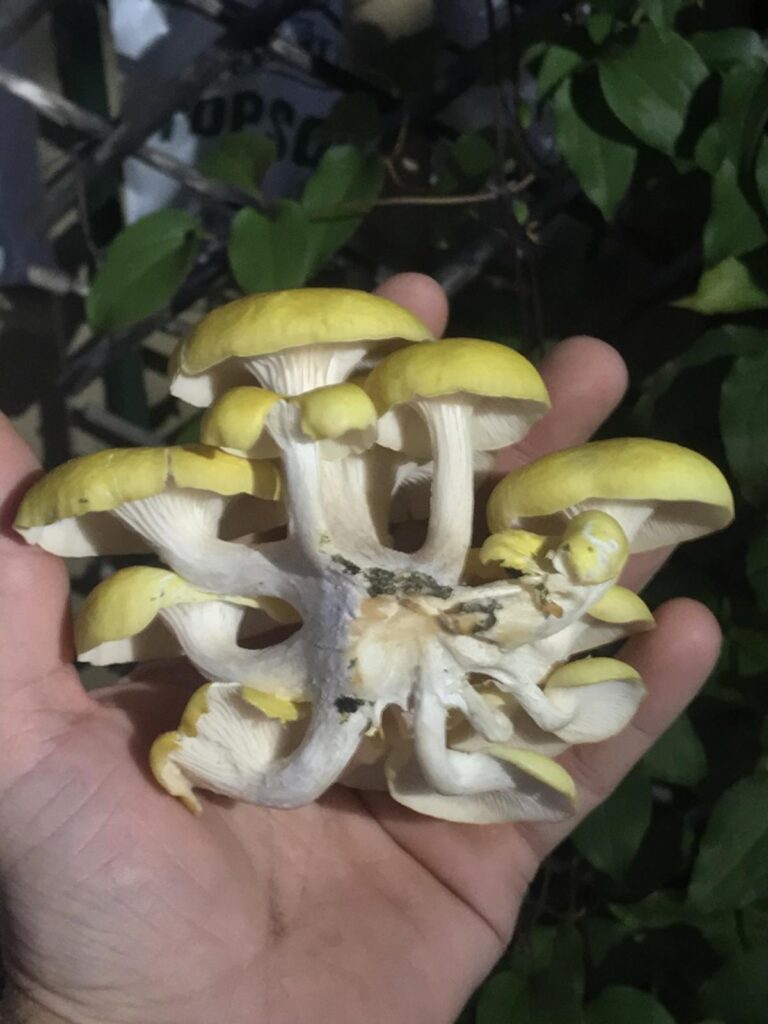 Yellow Oyster Mushrooms: Identification, Foraging, and Cooking ...
