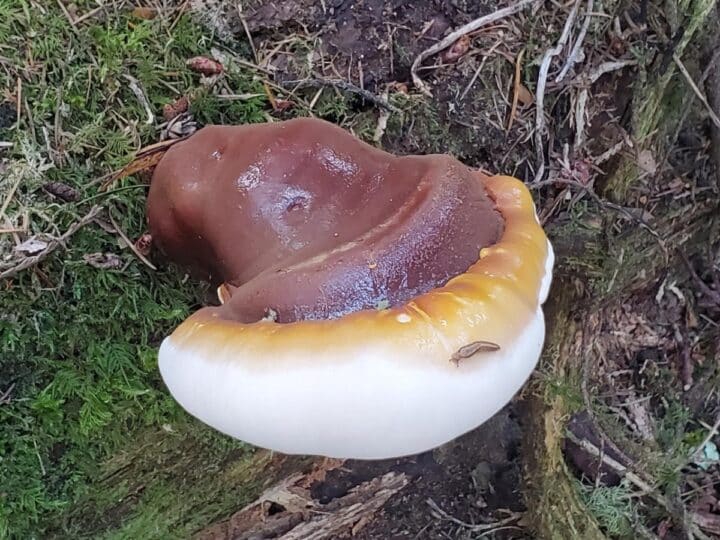 Reishi Mushroom Identification, Species, and Foraging - Mushroom ...
