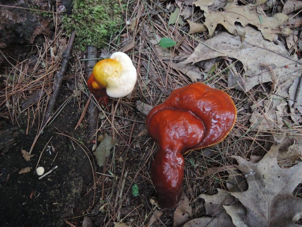 Reishi Mushroom Identification, Species, and Foraging - Mushroom ...