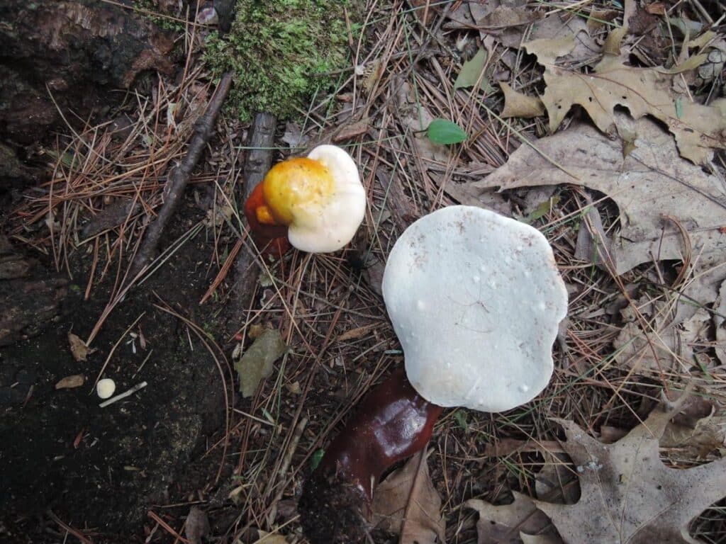 Reishi Mushroom Identification, Species, and Foraging - Mushroom ...
