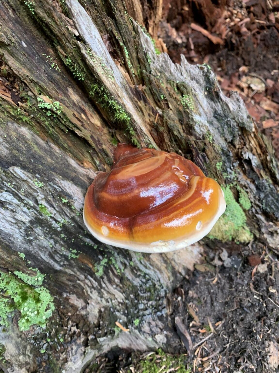 Reishi Mushroom Identification, Species, and Foraging - Mushroom ...