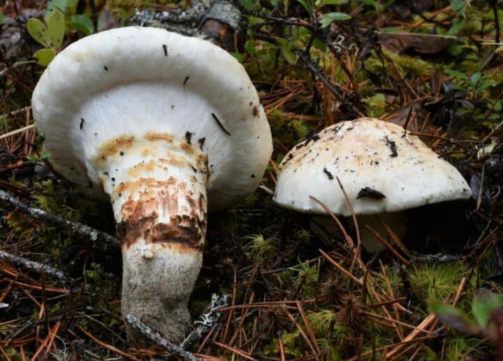 American Matsutake: Identification, Foraging, and Concerns - Mushroom ...