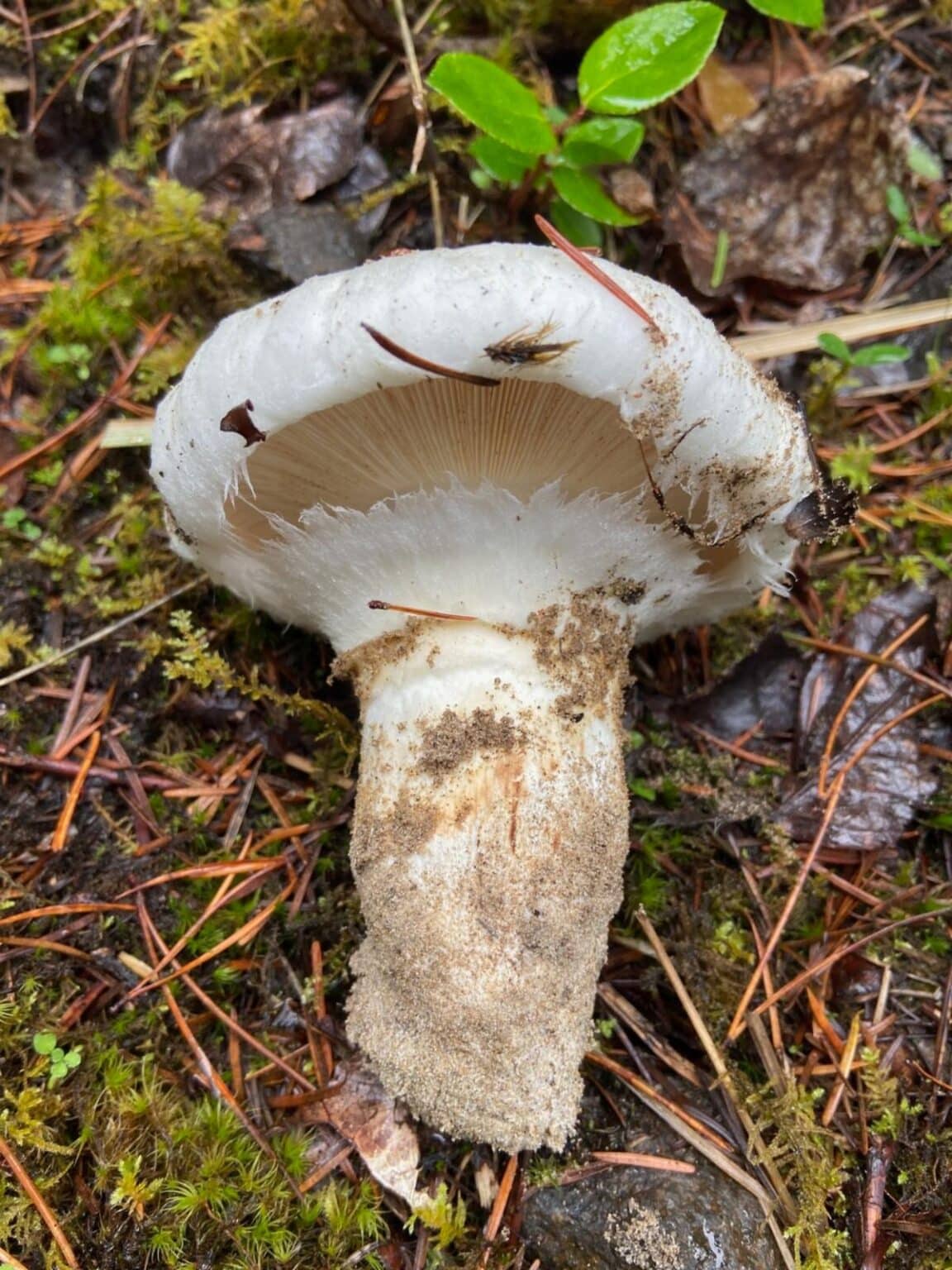 American Matsutake: Identification, Foraging, and Concerns - Mushroom ...