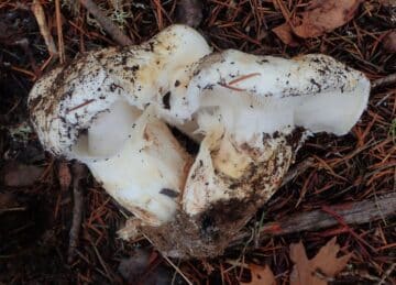 American Matsutake: Identification, Foraging, and Concerns - Mushroom ...