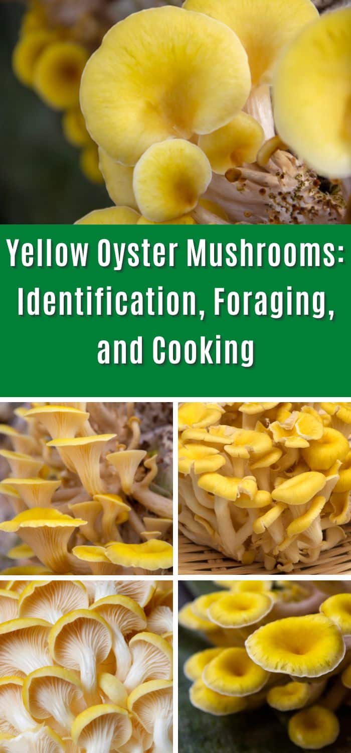 Yellow Oyster Mushrooms: Identification, Foraging, and Cooking ...