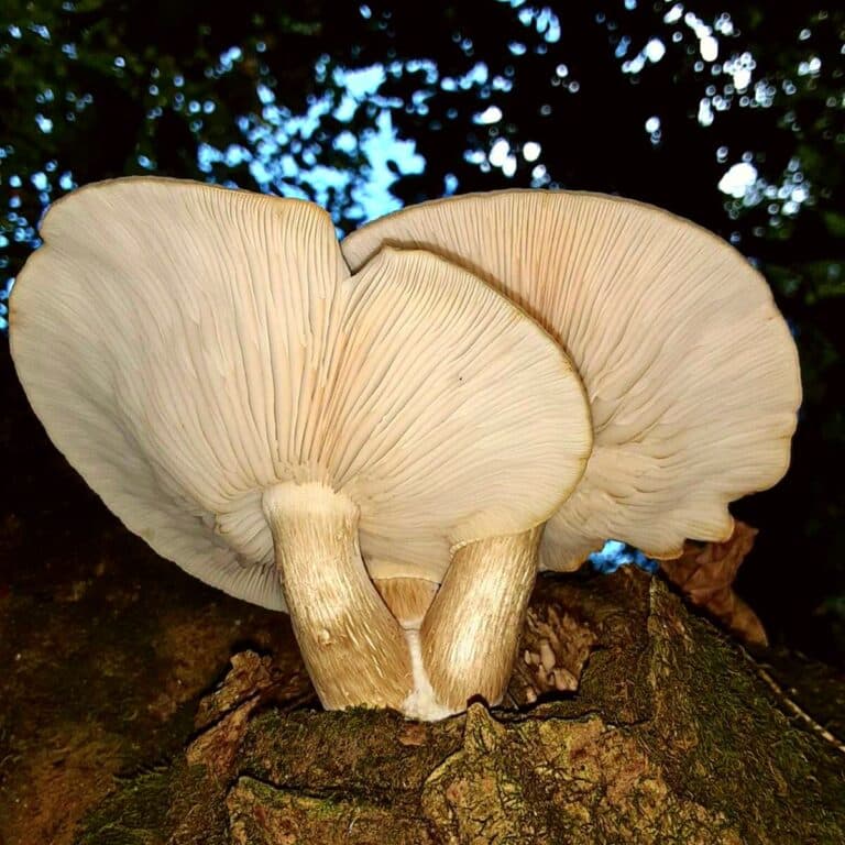 Oyster Mushrooms: Uses, Facts and Environmental Benefits - Mushroom ...