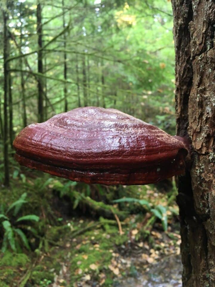 Reishi Mushroom Identification, Species, and Foraging - Mushroom ...