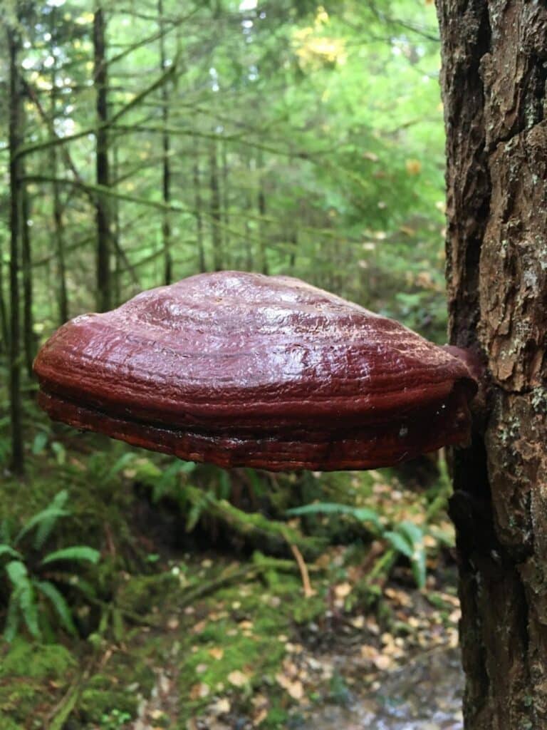 Reishi Mushroom Identification, Species, and Foraging - Mushroom ...