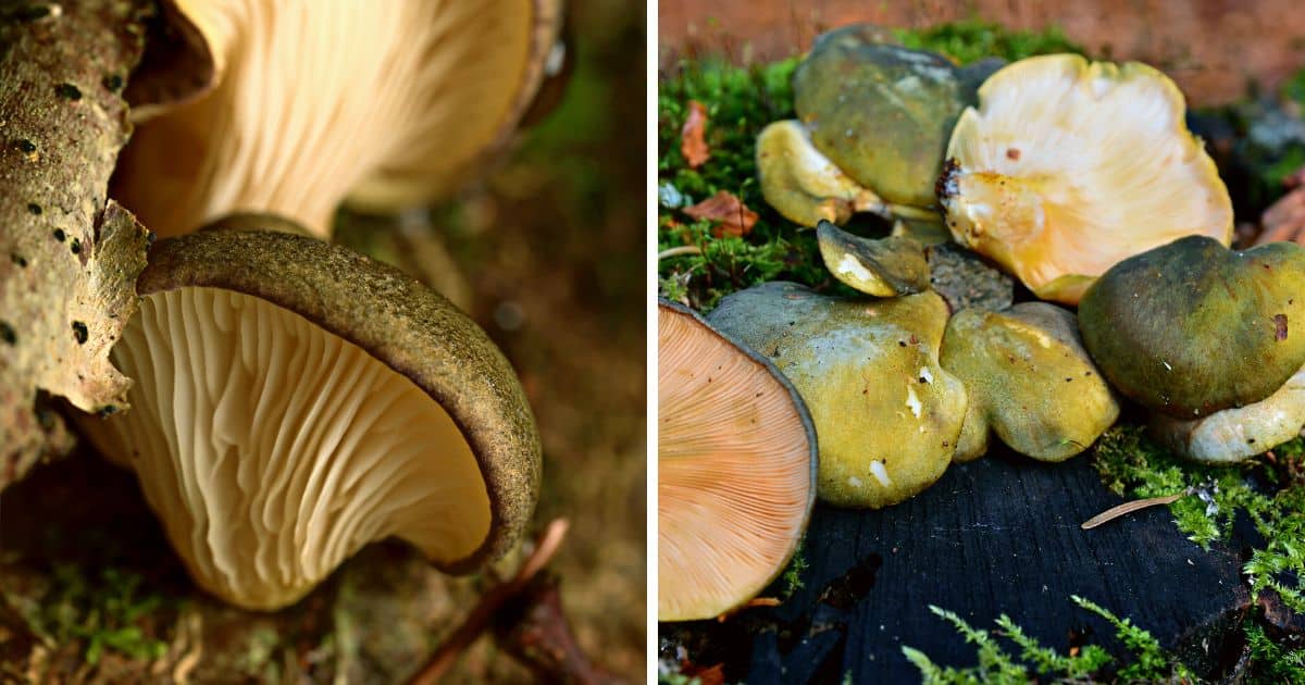Late Fall Oyster: Identification, Foraging, and Preparation - Mushroom ...
